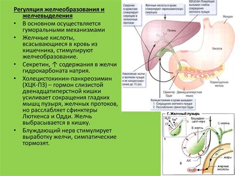 Физиология пищеварения презентация онлайн