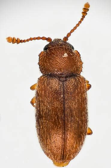 Cryptophagus Cryptophagus Bugguidenet