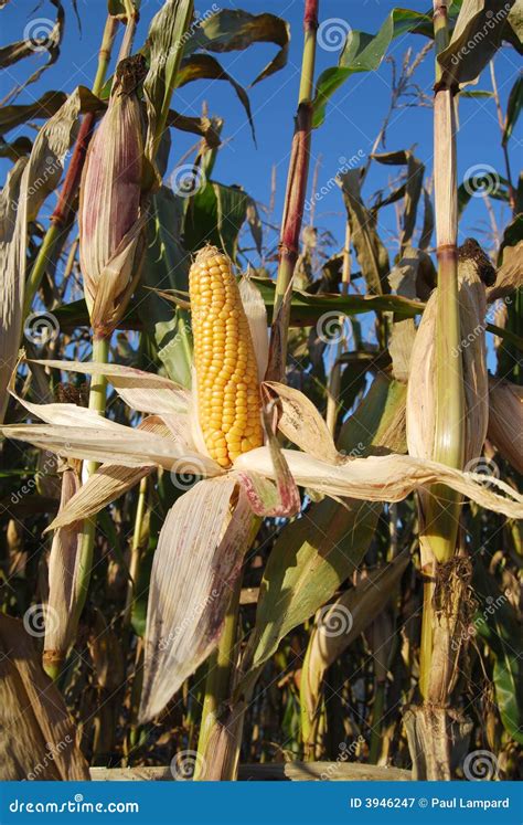 Sweet Corn Harvest Stock Image Image Of Harvesting Maize 3946247