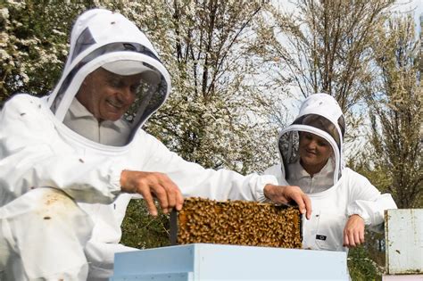 How Bee Propolis Protects The Health Of The Hive Comvita™ New Zealand