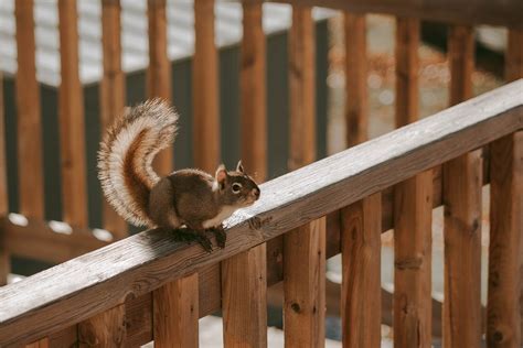 Squirrel Exclusion Services With Warranty In Canada