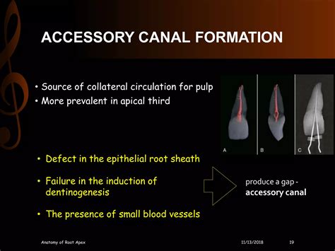 Anatomy Of Root Apex PPTX