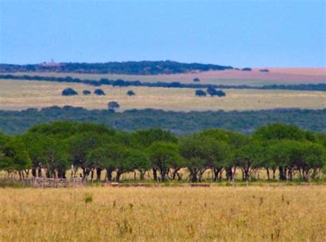 Pastagem Dos Pampas Características Flora Fauna Clima