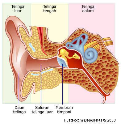 Indra Pendengaran Manusia dan Fungsinya - Cipta Cendekia