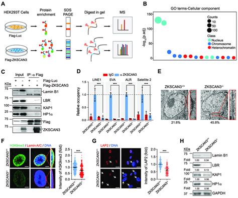 Zkscan3 Forms A Complex With Heterochromatin Proteins And Nuclear