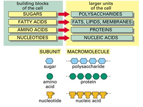 Ohs Biology Env Sci Blog Week 4 Biology Macromolecules And Enzymes Jan 28 Feb 1