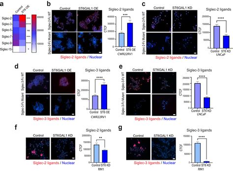 Sialic Acid Blockade Inhibits The Metastatic Spread Of Prostate Cancer