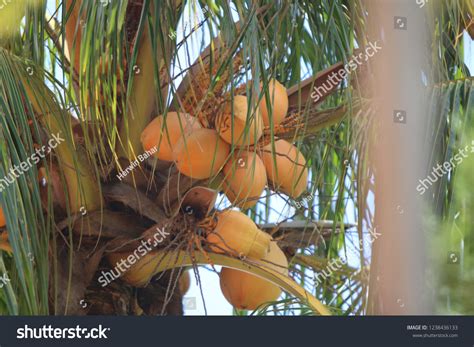 Coconut Tree Fruit Stock Photo Shutterstock