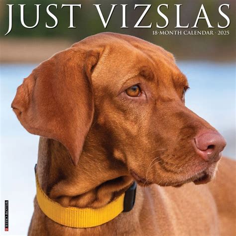 Hungarian Wirehaired Vizsla Calendar 2025 Adel Aurora
