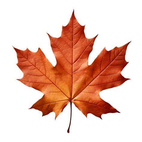 Canadian Maple Leaf Pngs For Free Download