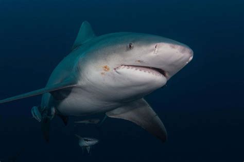 Bull Shark Wallpaper Hd Bull Sharks In Coastal Waters Premium
