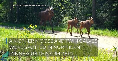 Moose With Twin Calves Caught On Trail Cams In Northern Minn Cbs