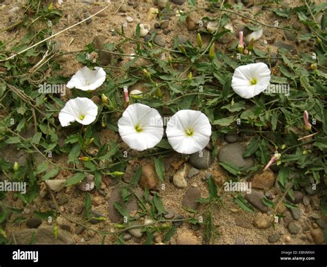 Field Bindweed Field Morning Glory Small Bindweed Convolvulus