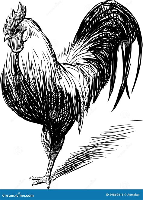 Gallos De Pelea Para Colorear Páginas Para Colorear dibujos de colorear