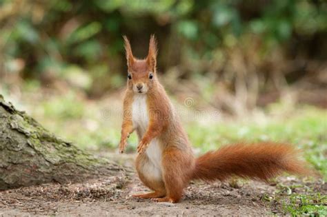 Squirrel Caught In The Act Stock Image Image Of Habitat 313039367