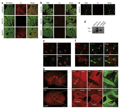 Cell Type And Brain Region Resolved Mouse Brain Proteome Abstract