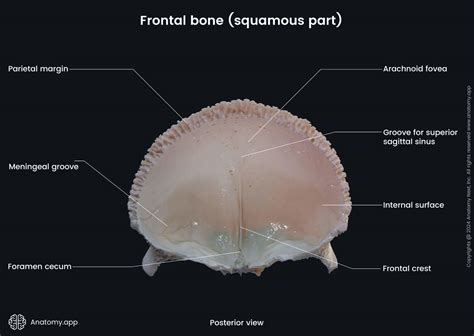Landmarks Of Frontal Bone Squamous Part Anatomyapp