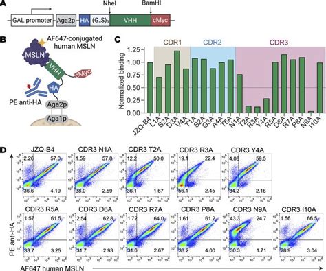JCI Insight Affinity Tuned Mesothelin CAR T Cells Demonstrate