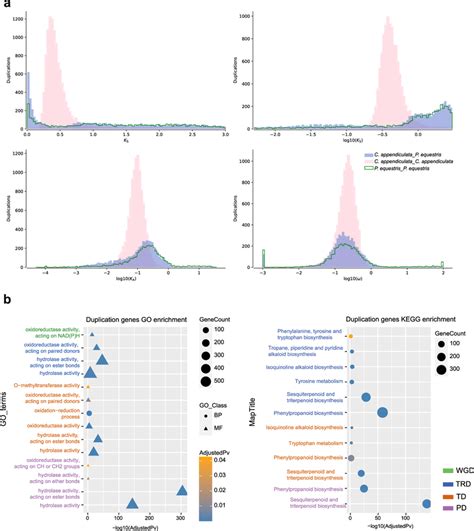 The Analysis Of C Appendiculata Wgd Event A The Distribution Of