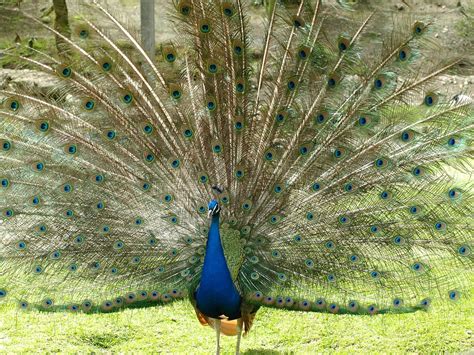Peacock Wheel To Dye Free Photo On Pixabay Pixabay