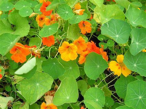 Nasturtium Zones At Frances Rhodes Blog