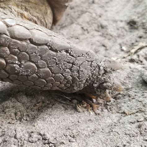 Gopher Tortoise — Swamp Girl Adventures