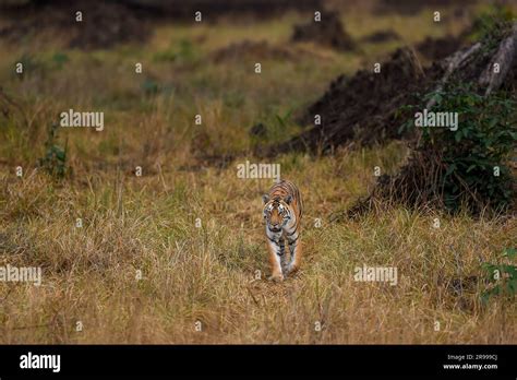 Wild Bengal Female Tiger Or Panthera Tigris Tigris Moving Or Walking