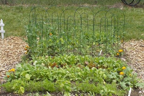 20 Shade Vegetable Gardening Ideas You Cannot Miss Sharonsable
