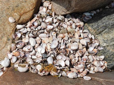 Tiny Seashells Left In Tidal Pool Rock Crevice On Connecticut Seashore