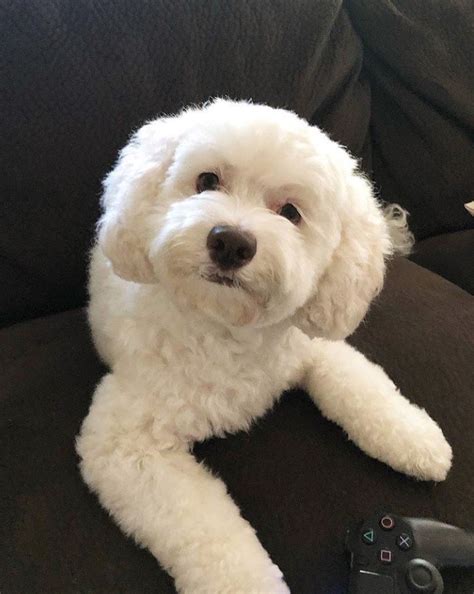 52 Dogs Mixed With Cocker Spaniels The Paws