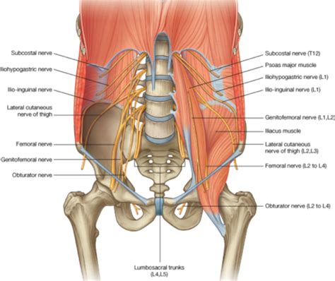 Anatomy Test Lecture Notes Set Flashcards Quizlet