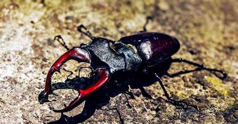 Raro Na Natureza Besouro Veado Chega A Valer R 500 Mil