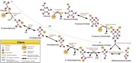 Glucólisis paso a paso Rutas metabolicas Biología Bioquímica