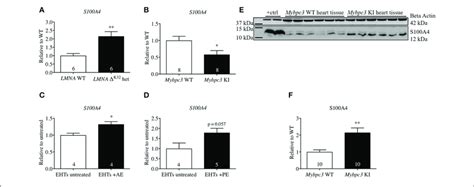 Steady State Concentrations Of S100a4 Mrna Or Protein In Different