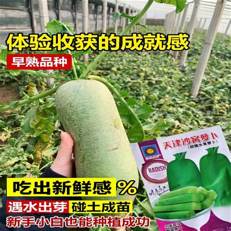 舞姿四季夏樱桃萝卜种籽子盆栽小萝卜籽种红皮水果萝卜种圆罗卜耐热樱桃小萝卜种子300粒【味甜多虎窝购
