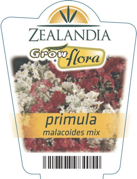 Primula Malacoides Mix Zealandia Horticulture