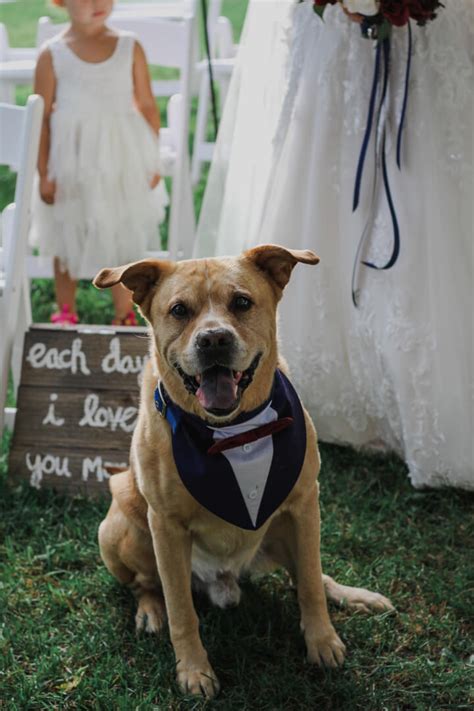7 Ways To Incorporate Your Dog Into Your Wedding Ceremony Provenance