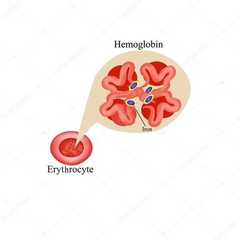 적혈구 내 헤모글로빈입니다 적혈구입니다 헤모글로빈입니다 인포 그래픽입니다 벡터 일러스트 레이 션 — 스톡 벡터