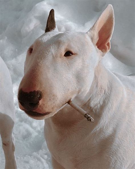Adorable Bull Terrier In The Snow Bull Terrier Fursona Bull Terrier