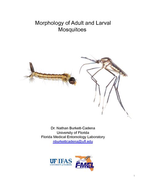 Solution Mosquito Morphology Studypool