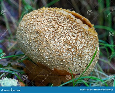Scleroderma Citrinum Stock Image Image Of Close Season 298824629
