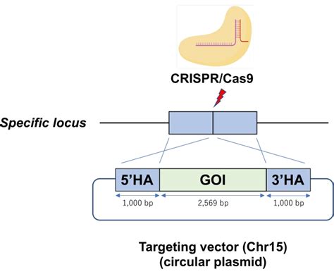 Crisprcas9 Mediated Highly Efficient Gene Targeting In Embryonic Stem