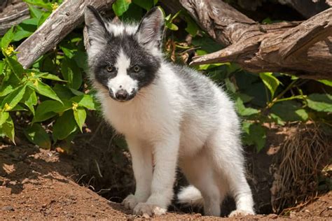 The Canadian Marble Fox Everything You Need To Know 2026