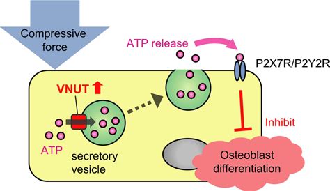 Model For The Suppressive Effect Of Compressive Force On Osteoblast