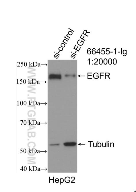 Egfr Antibody 66455 1 Ig Proteintech