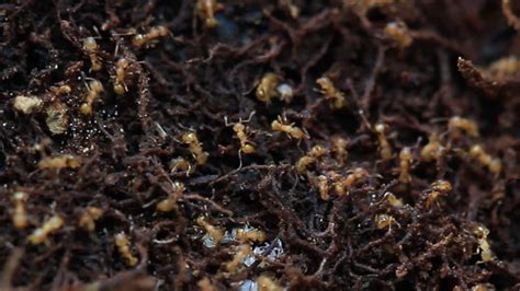 Little Fire Ant Infestation Found On 12 Acres In Kapalua Maui Maui
