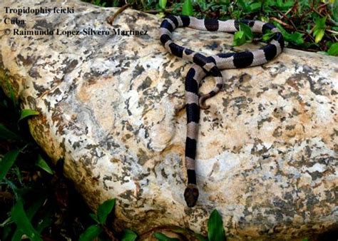 Tropidophis Feicki The Reptile Database