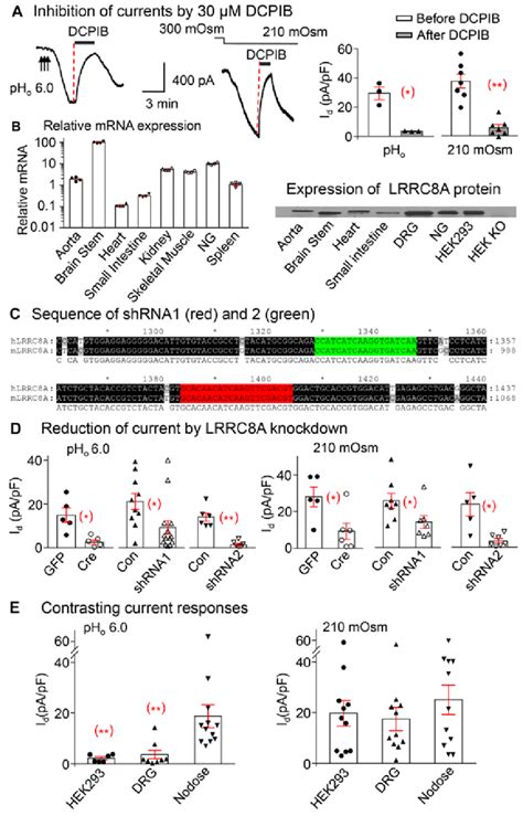 Leucine Rich Repeat Containing Protein 8a Lrrc8a In Nodose Neurons Is