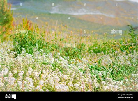 Beautiful White Flowers Sweet Alyssum Spreading Over The Hills By The