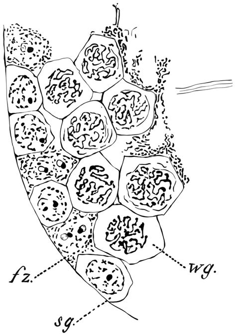 A New Translation And Readers Guide To The First Detailed Description Of The First Wave Of